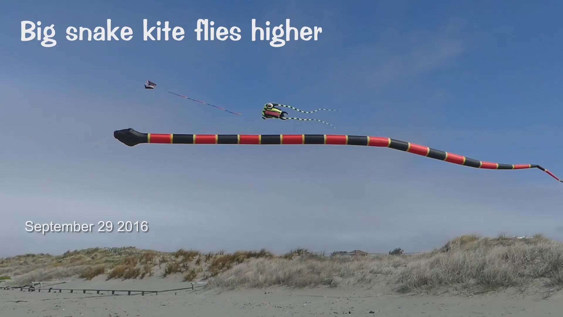 55m Snake Kite Big Single Line Soft Inflatable Kite with Bag – 9km-dwlife